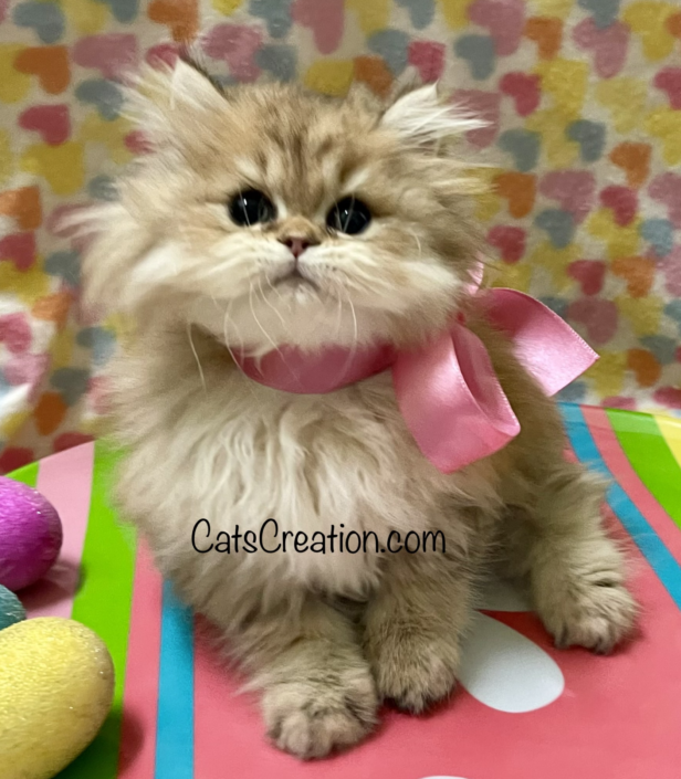 Contact - Cats Creation