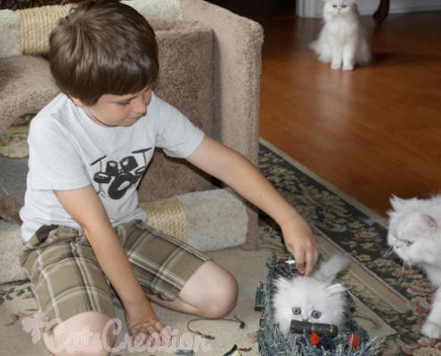 Florida Persian kitten Photos - Cats Creation