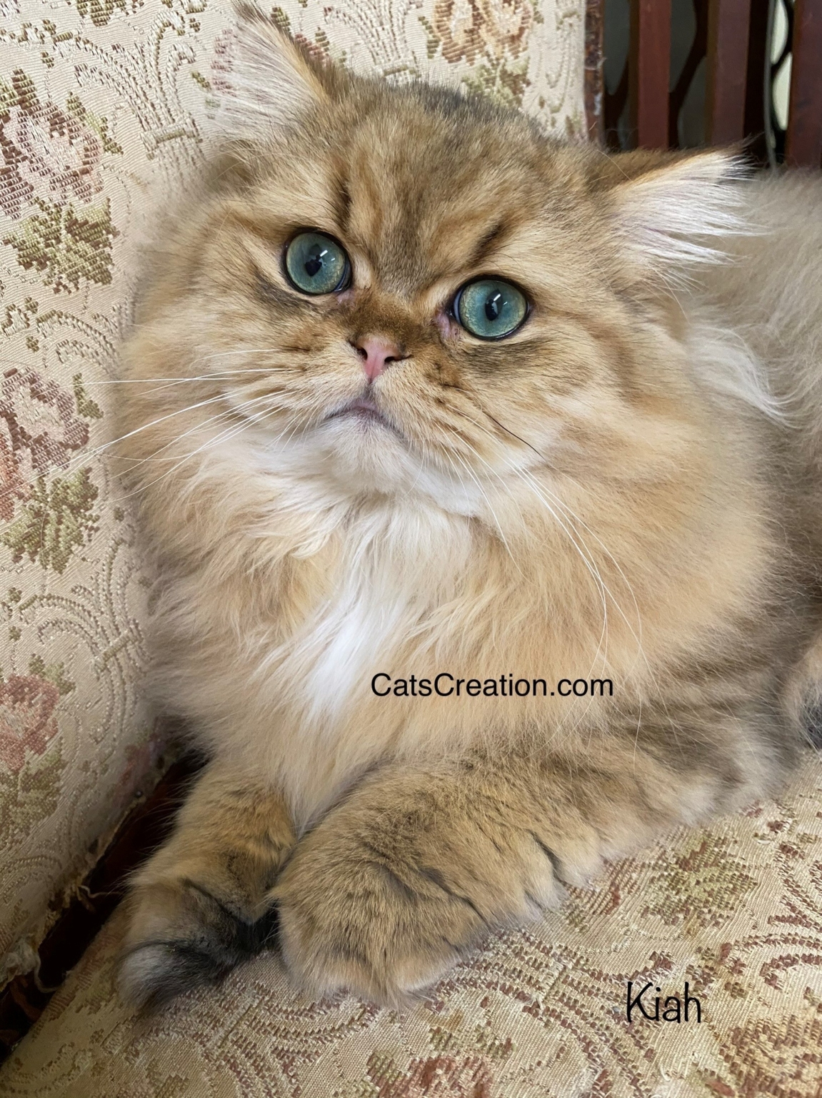 Dads-Persian Kittens Florida - Cats Creation